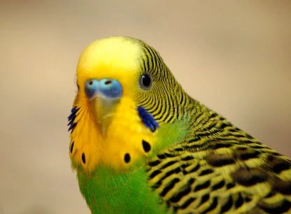 Imagen - Perico australiano.png | Wiki Reino Animalia | FANDOM powered ...