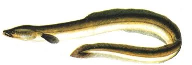 Ankerias | Suomen Kalastus Wiki | FANDOM powered by Wikia