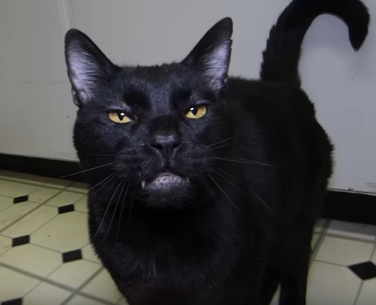 Sylvester | Talking Kitty Cat Wikia | FANDOM powered by Wikia Sylvester | Talking Kitty Cat Wikia | FANDOM powered by Wikia