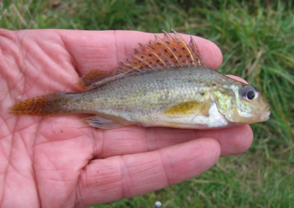 Ruffe | British Wildlife Wiki | Fandom powered by Wikia