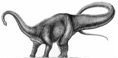 Diplodocus | The Ultimate Dinosaur Wiki | Fandom powered by Wikia