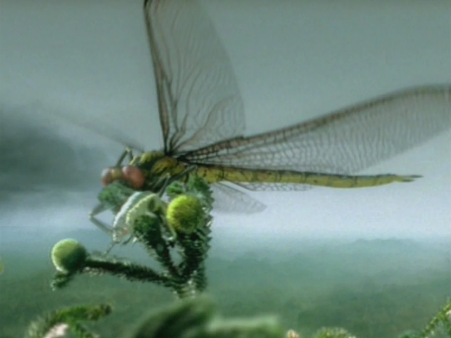 Image - WWM1x2 Meganeura.jpg | Walking With Wikis | Fandom powered by Wikia