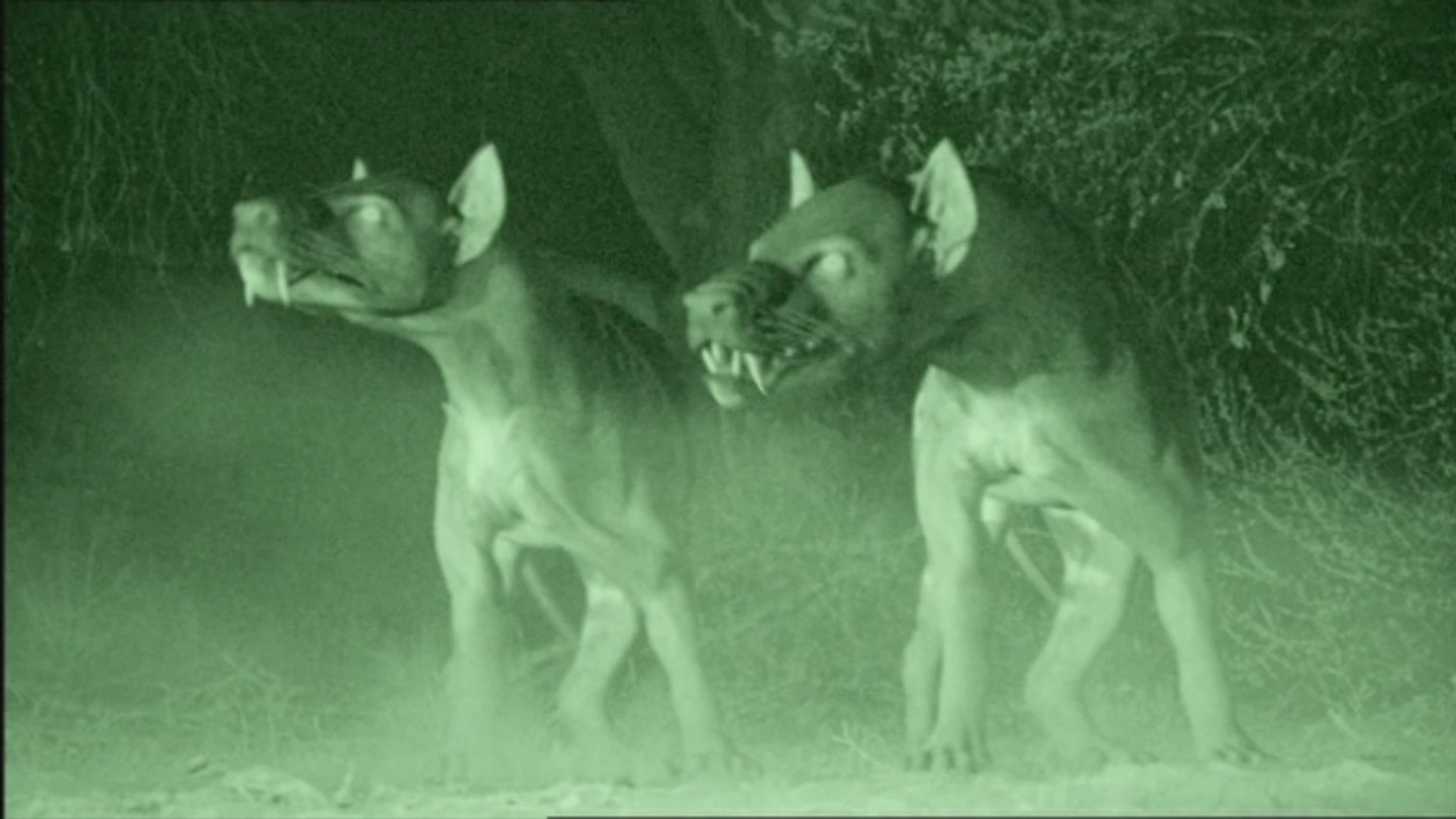 Hyaenodon | Walking With Wikis | FANDOM powered by Wikia