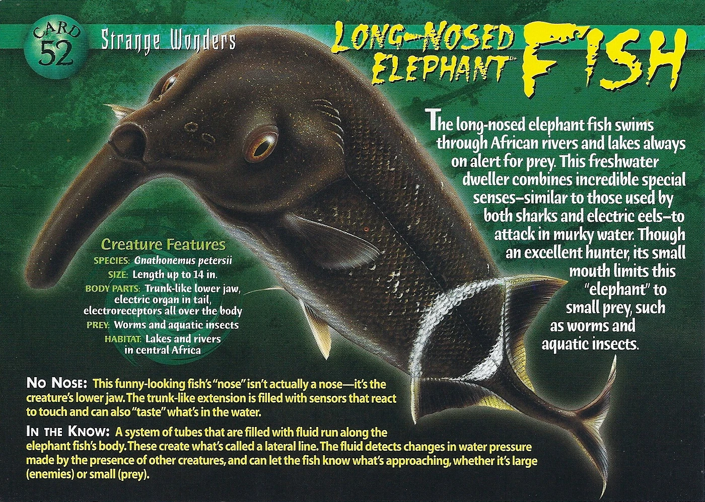 Image - Long-Nosed Elephant Fish front.jpg | Wierd N'wild Creatures ...