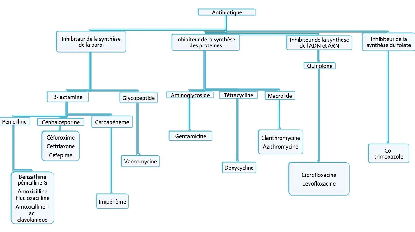 Cours bon usage des antibiotiques | Wikige Wiki | Fandom powered by Wikia