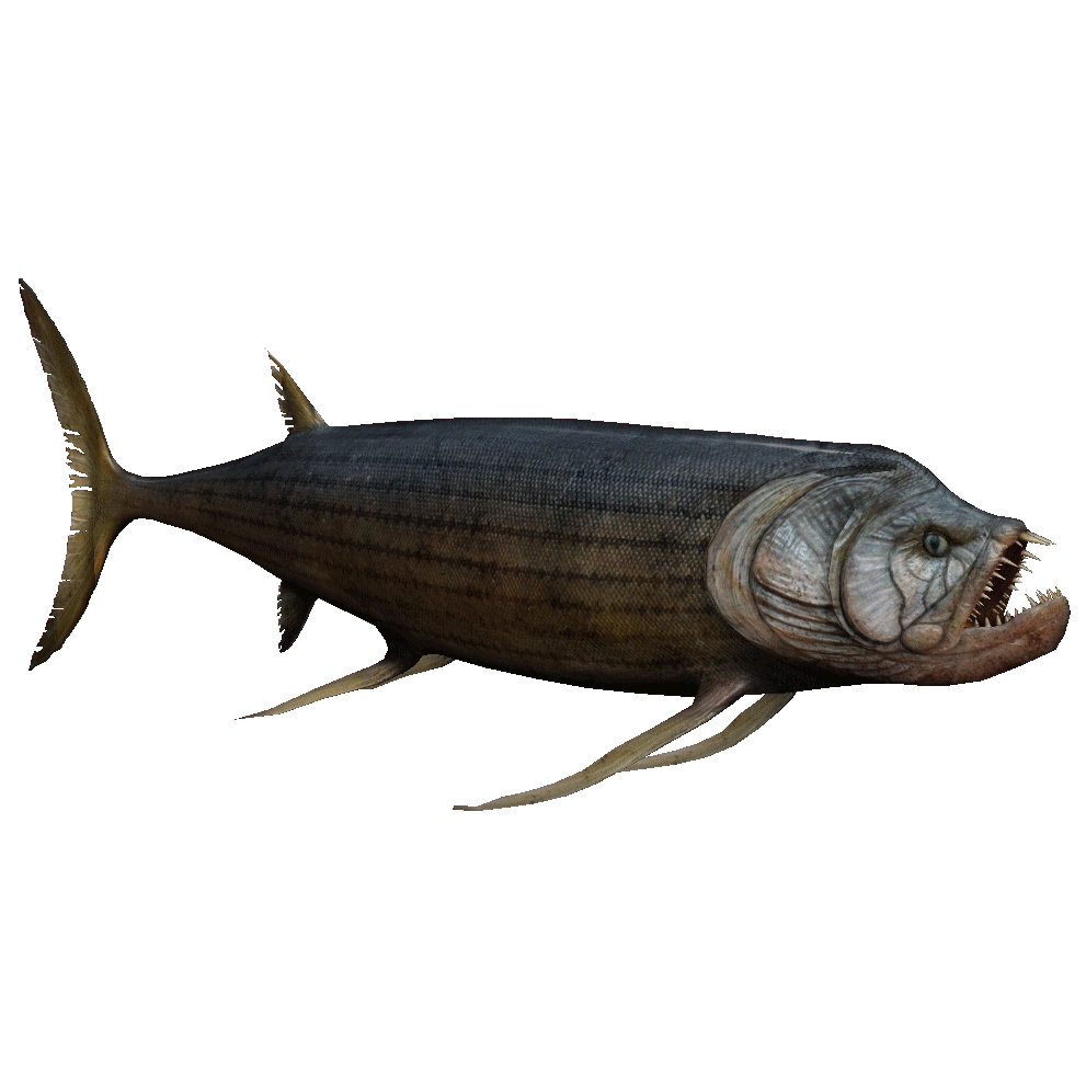Xiphactinus Fish